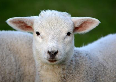 Get the most from your lamb nutrition | LLM Farm Vets