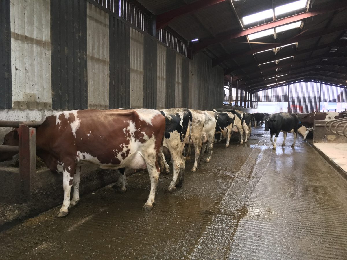 How to use Mobility Scoring to your advantage | LLM Farm Vets