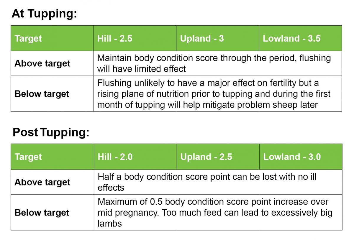 Tupping Tips Refresher | LLM Farm Vets