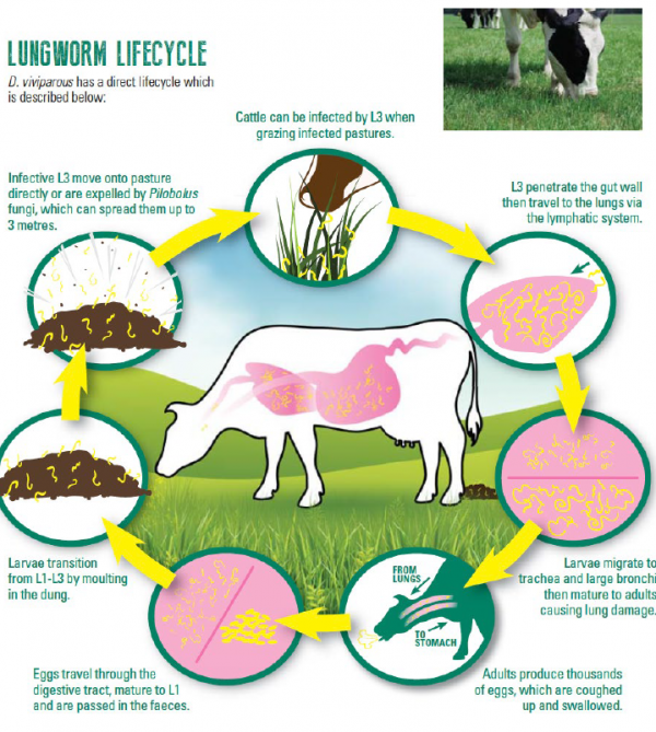 Vaccinate against lungworm pre-turnout, or cough up later | LLM Farm Vets