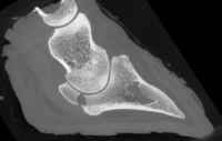 8 interesting facts about the anatomy of the cow’s foot | LLM Farm Vets