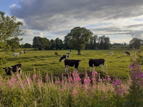 8 interesting facts about the anatomy of the cow’s foot | LLM Farm Vets