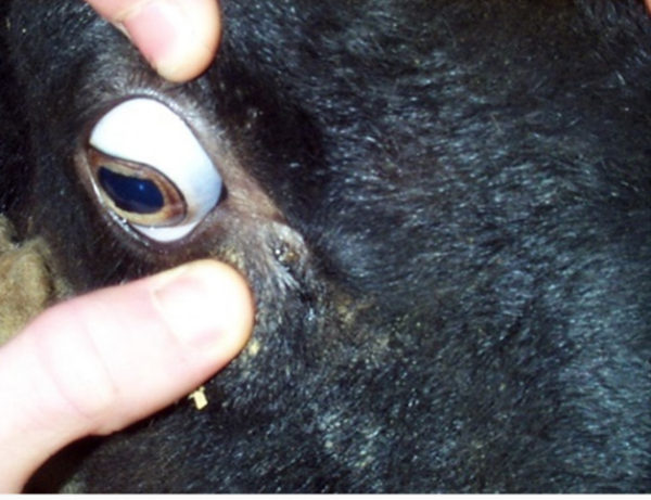 Bottle Jaw in Sheep and Goats | LLM Farm Vets