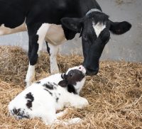 Four ways to tackle Joint Ill in lambs this Spring | LLM Farm Vets