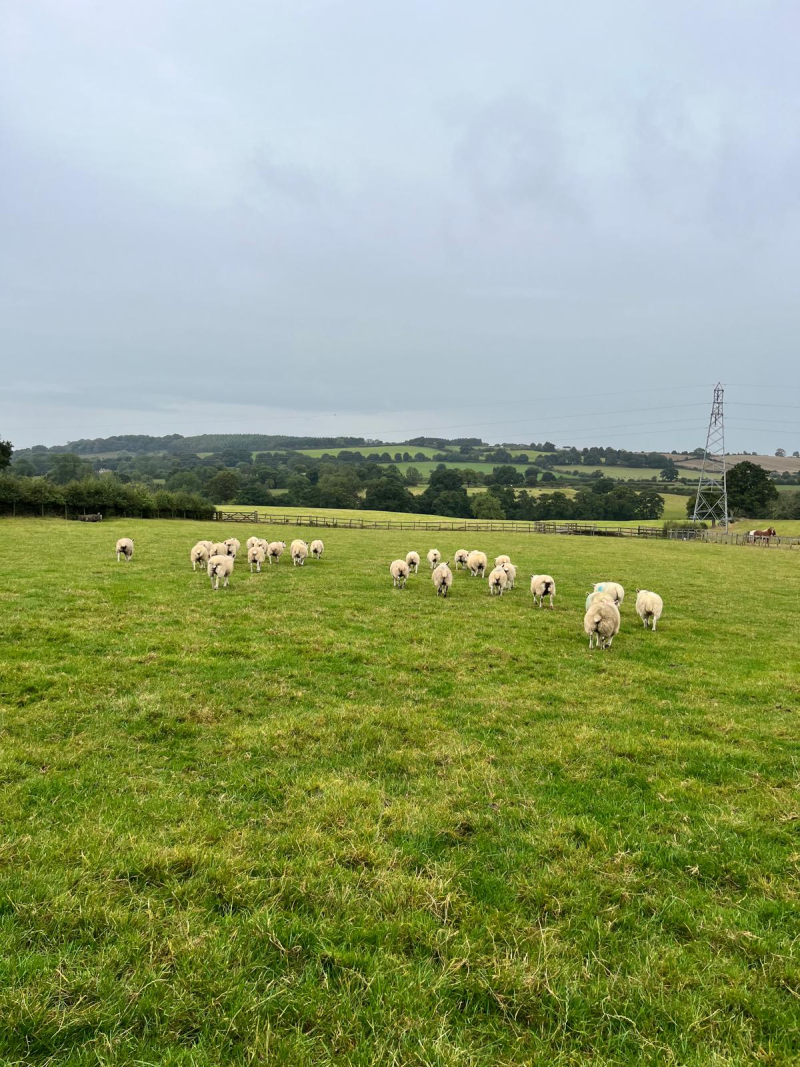 Four ways to tackle Joint Ill in lambs this Spring | LLM Farm Vets