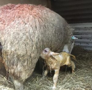 Four ways to tackle Joint Ill in lambs this Spring | LLM Farm Vets