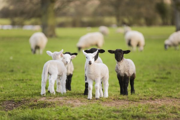 Four ways to tackle Joint Ill in lambs this Spring | LLM Farm Vets